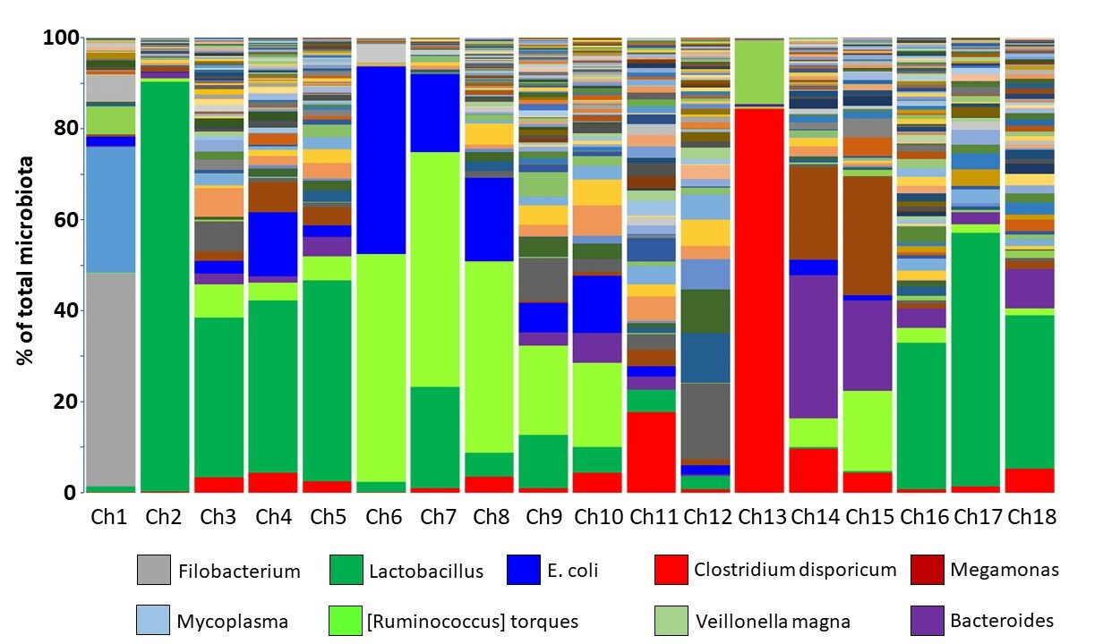 Microbiota of chicken respiratory tract – ProBio